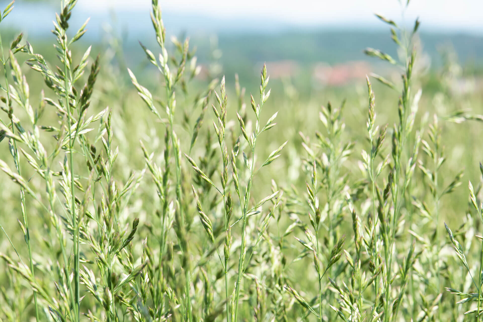 Futtergräser - Saatzucht Steinach GmbH & Co KG