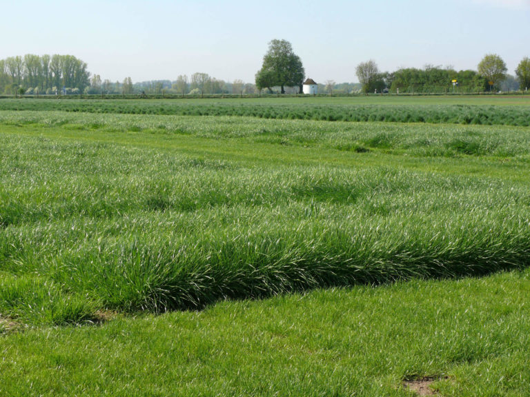 Futtergräser - Saatzucht Steinach GmbH & Co KG