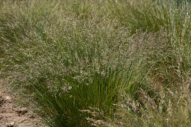 Futtergräser - Saatzucht Steinach GmbH & Co KG